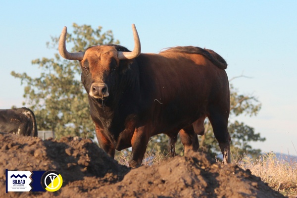 Seria corrida de Victoriano del Río para Bilbao | Toreteate.com
