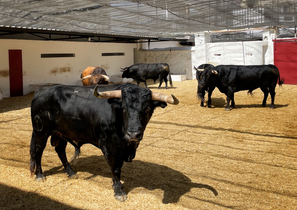 "Bolero" de Victoriano de Río abre la segunda corrida de la Feria de ...