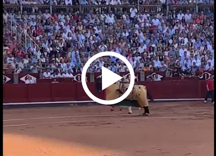 Un caballo desbocado arma un lío en La Glorieta | Toreteate.com