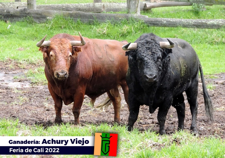 Estos son los seis toros y el novillo de Achury Viejo para la Corrida ...