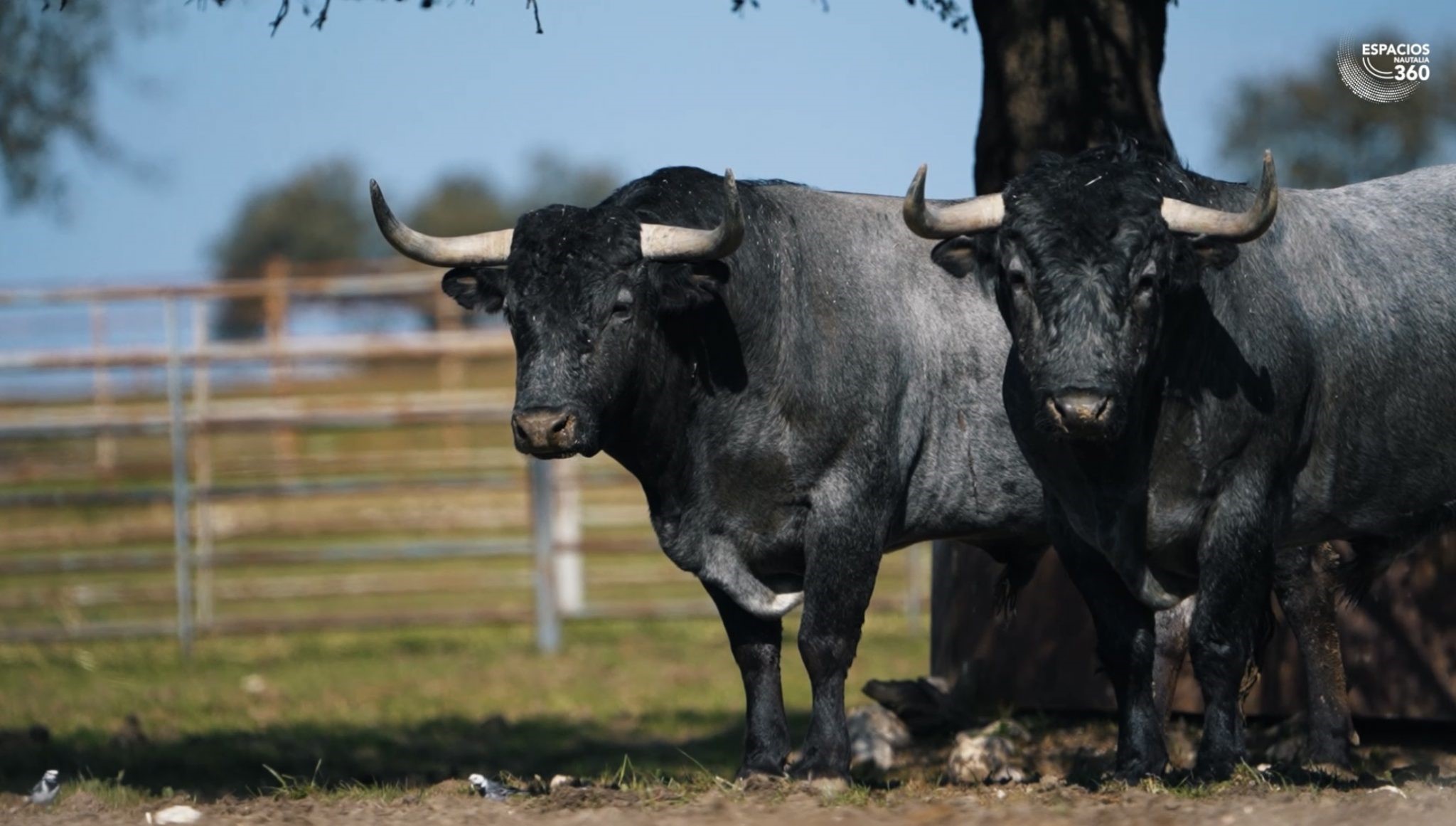El impecable trapío de los toros de Victorino Martín para Fallas en el ...
