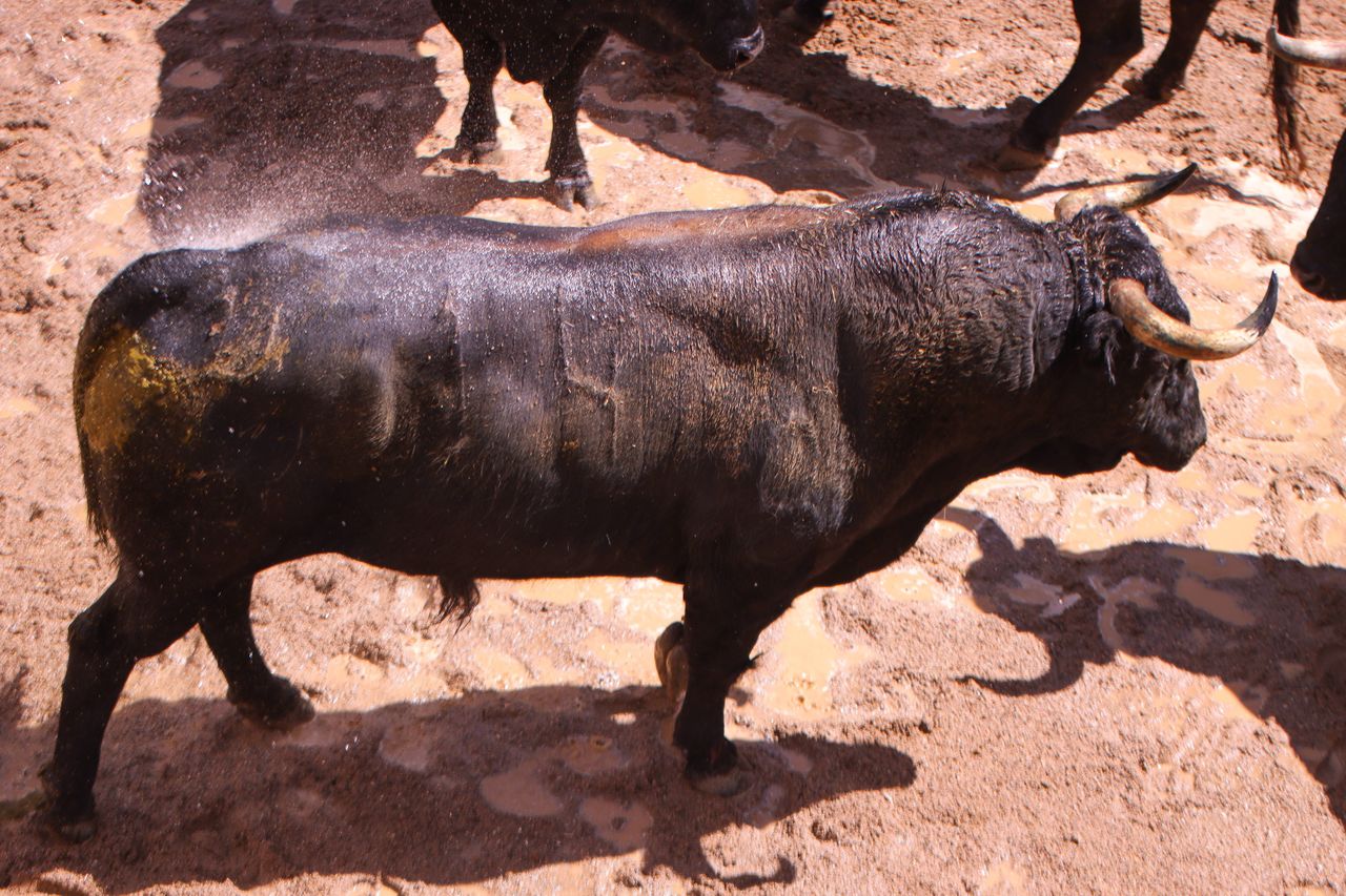 'Sumiso', primer toro de Fermín Bohórquez para la tarde de los seis ...